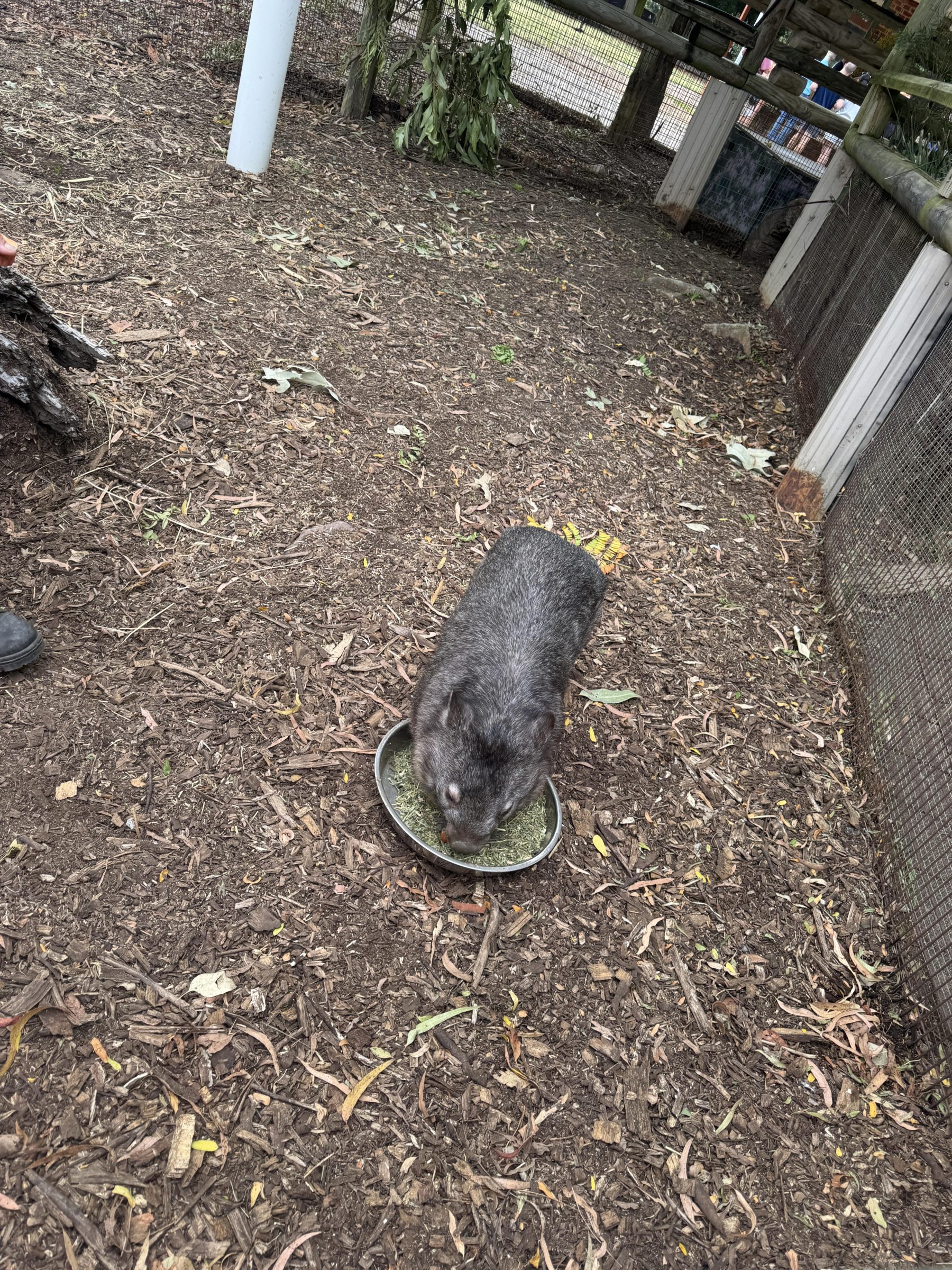 Australia PART 3: Blue Mountains, Kangaroos & Koalas - Mix & Match Mama