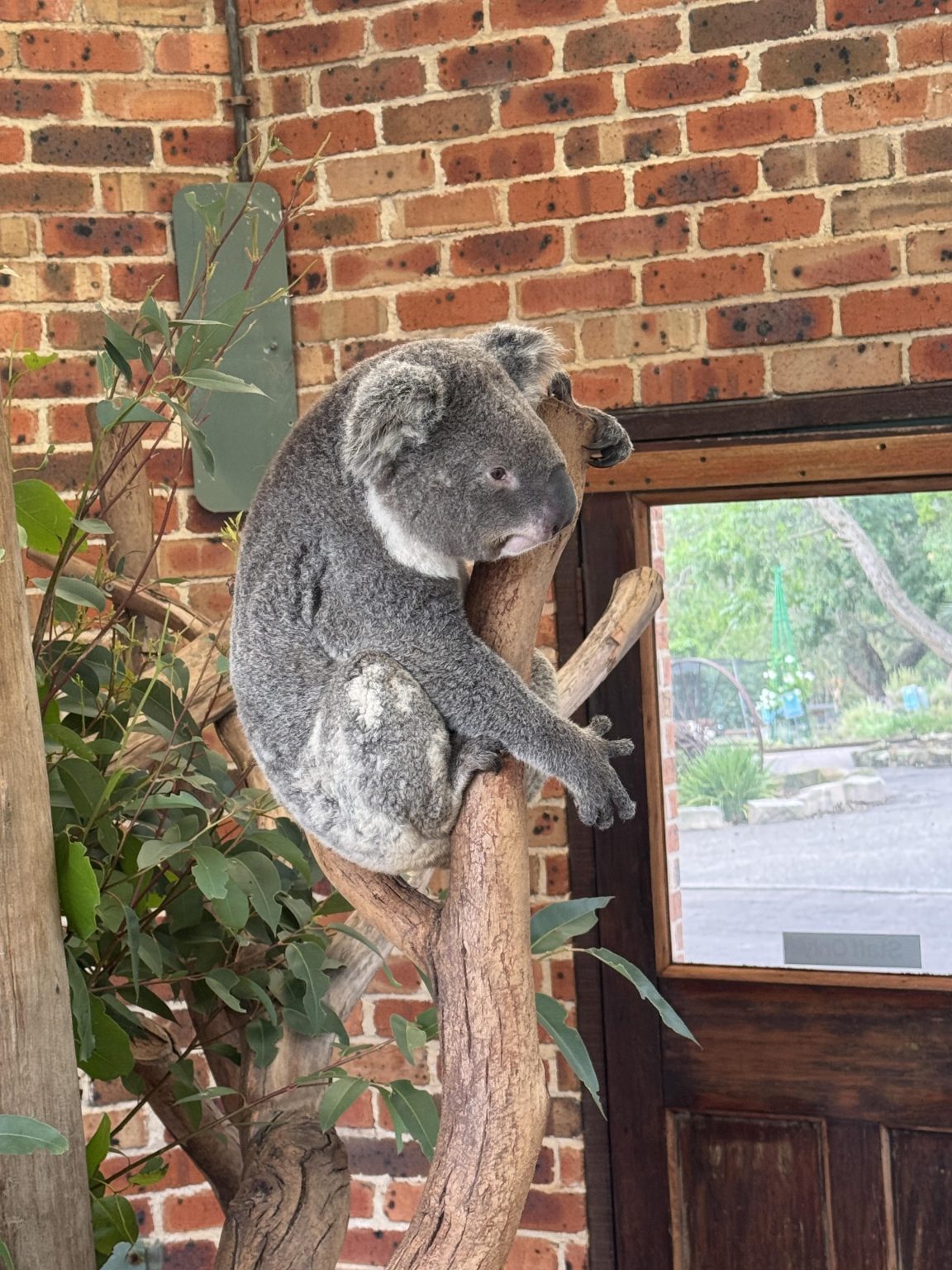 Australia PART 3: Blue Mountains, Kangaroos & Koalas - Mix & Match Mama
