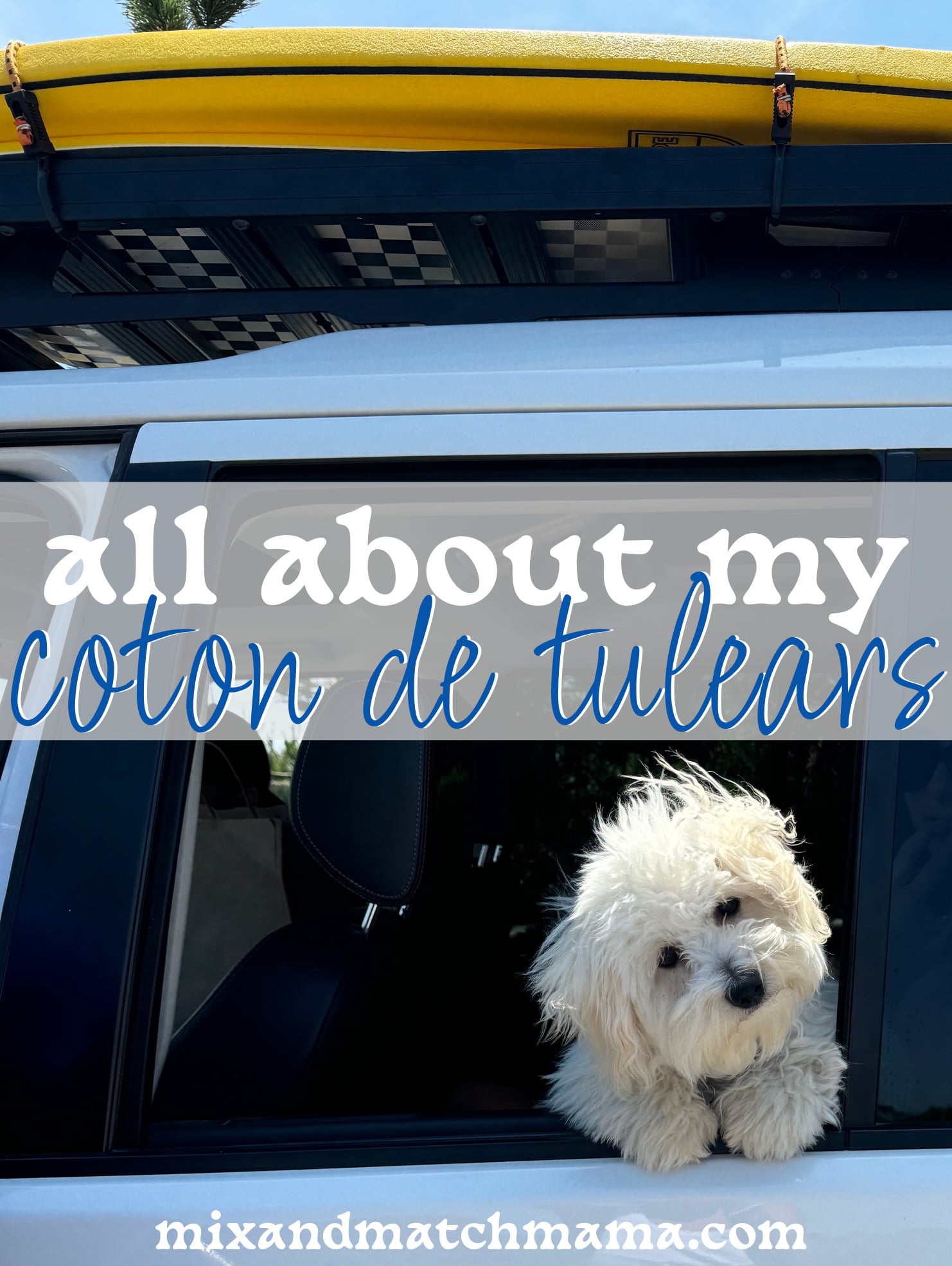 All About our: COTON DE TULEARS! - Mix & Match Mama